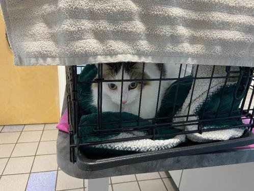 The law of Proteus: all things change | Fraser Sherman's Blog