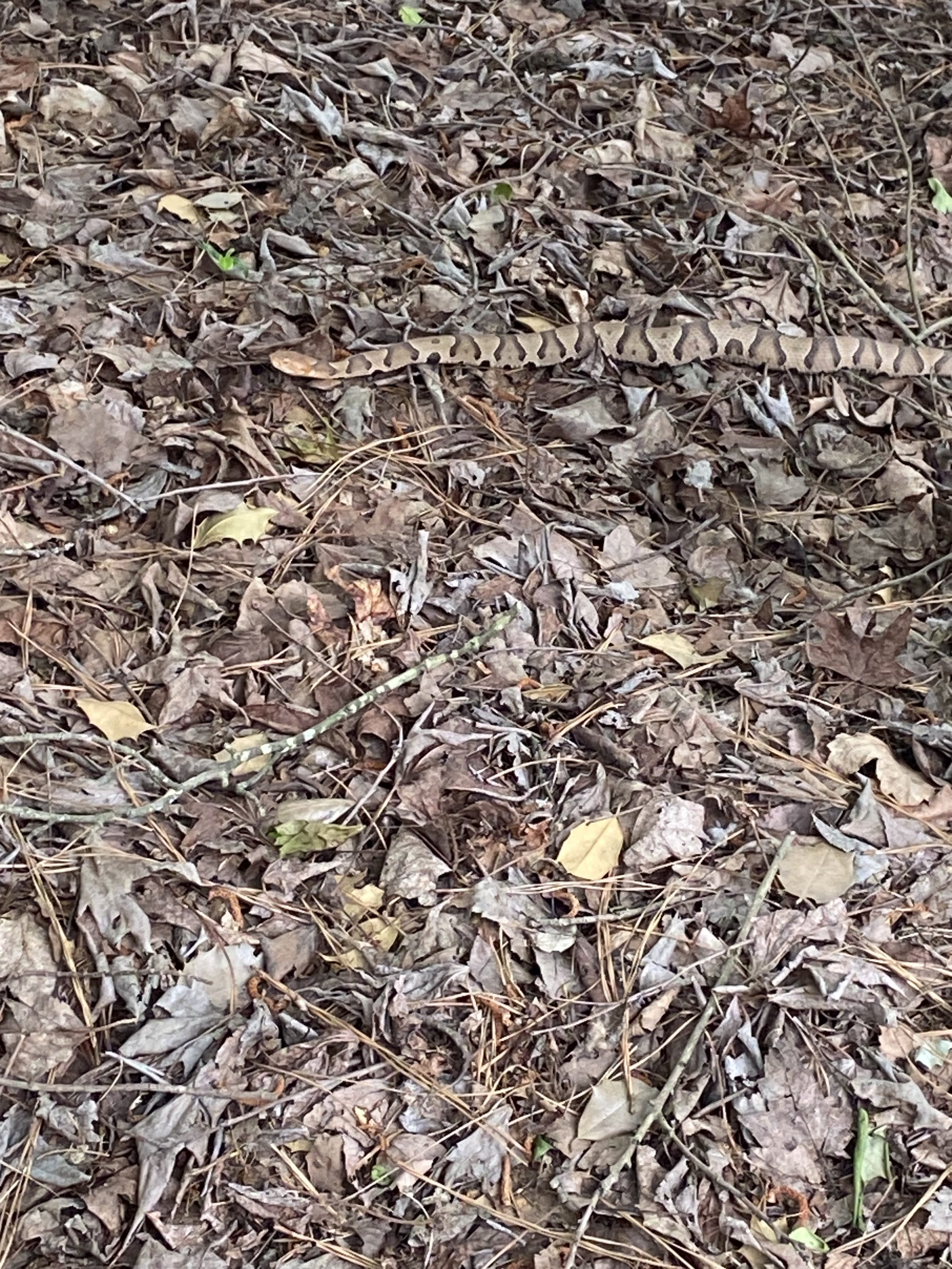 Meet the danger noodle | Fraser Sherman's Blog