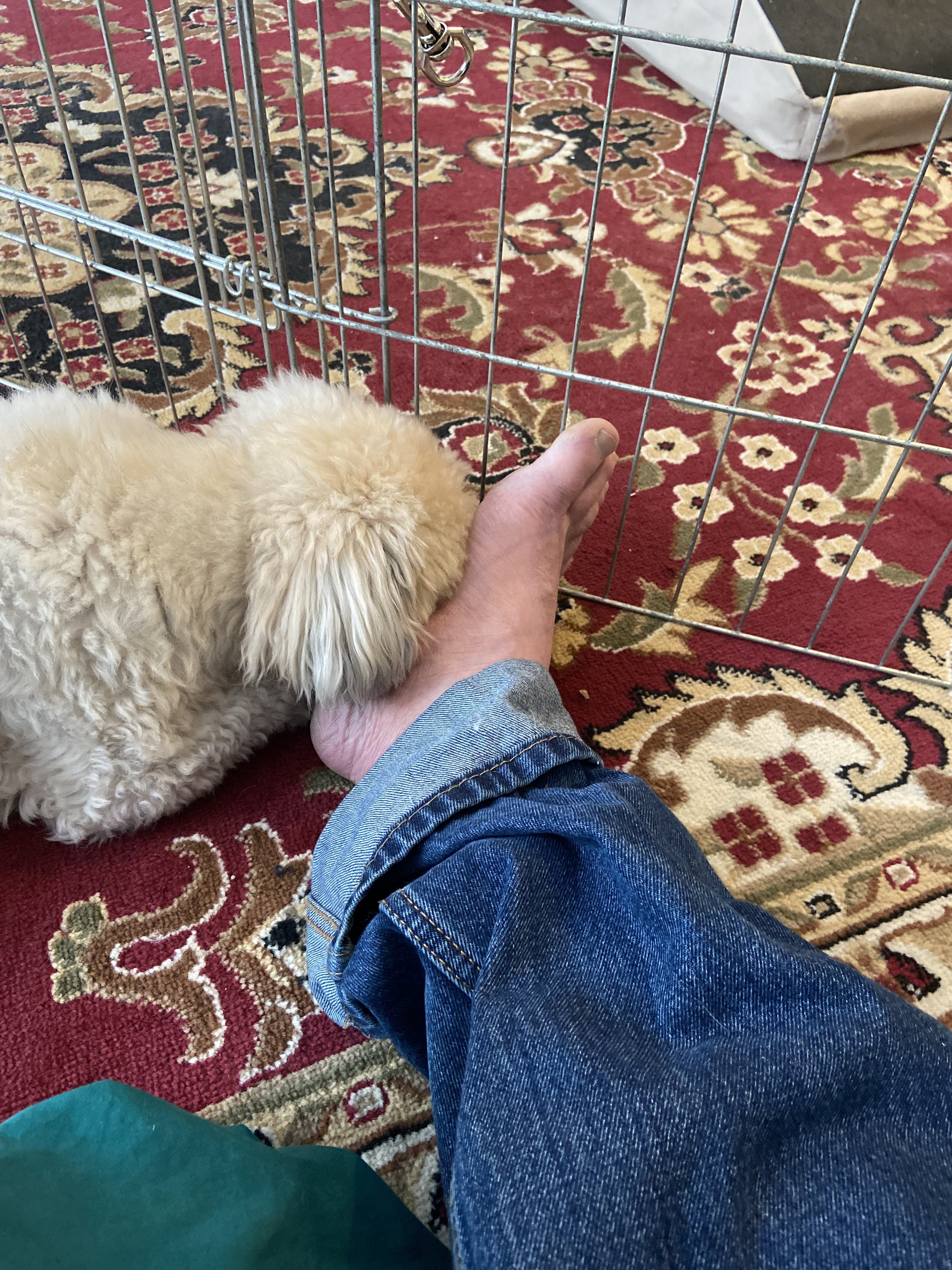 Pets on my feet | Fraser Sherman's Blog